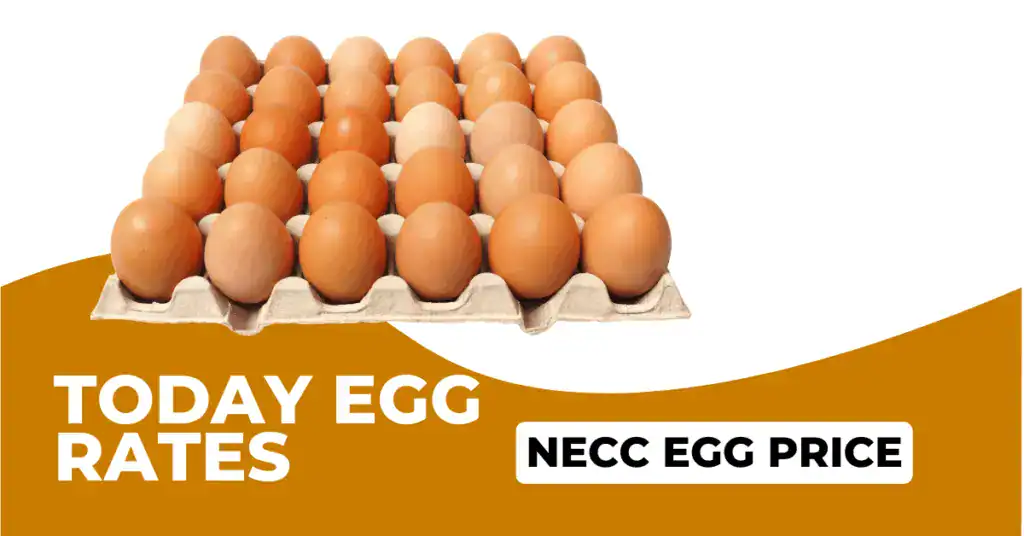 Today Egg Rate In India (Live NECC Egg Price)-Updated Daily